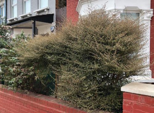 Common bush in the Plant ID forum - Garden.org