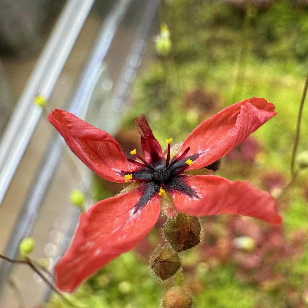 Photo of the bloom of Pygmy Sundew (Drosera 'Dork's Pink') posted by ...