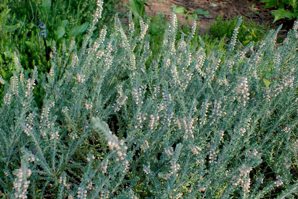 Photo of the entire plant of Scotch Heather (Calluna vulgaris 'Beoley ...