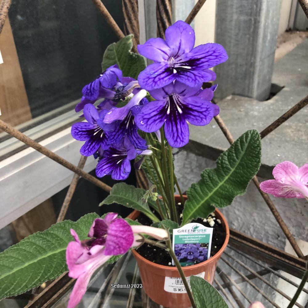 Photo of the entire plant of Cape Primrose (Streptocarpus Ladyslippers ...