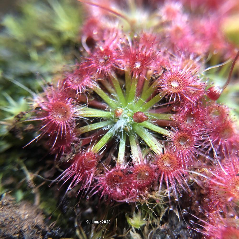 Photo of the entire plant of Sundew (Drosera paleacea) posted by ...