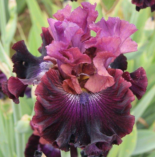 Photo of the bloom of Tall Bearded Iris (Iris 'Mystery Man') posted by ...
