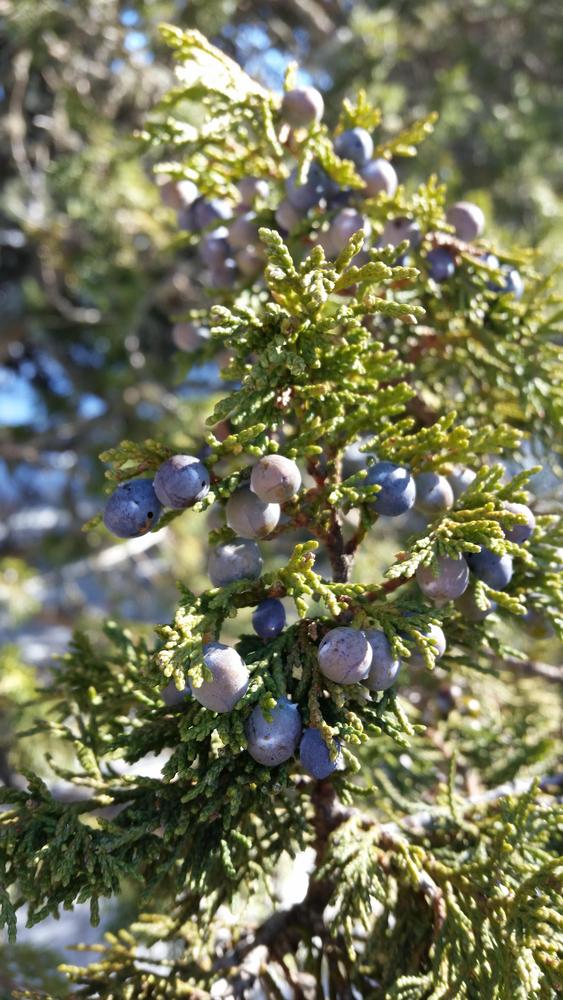 Stinking Juniper (Juniperus foetidissima) - Garden.org