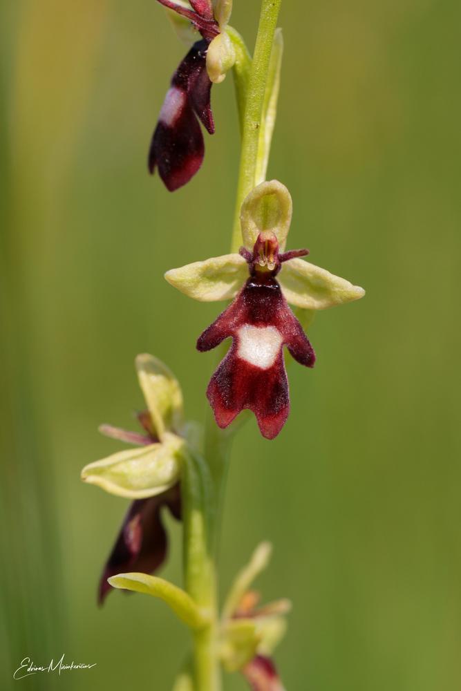 Photo of the bloom of Fly Orchid (Ophrys insectifera) posted by Edvinas ...