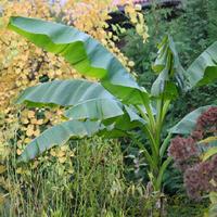 Photo of the entire plant of Japanese Hardy Banana (Musa basjoo) posted ...