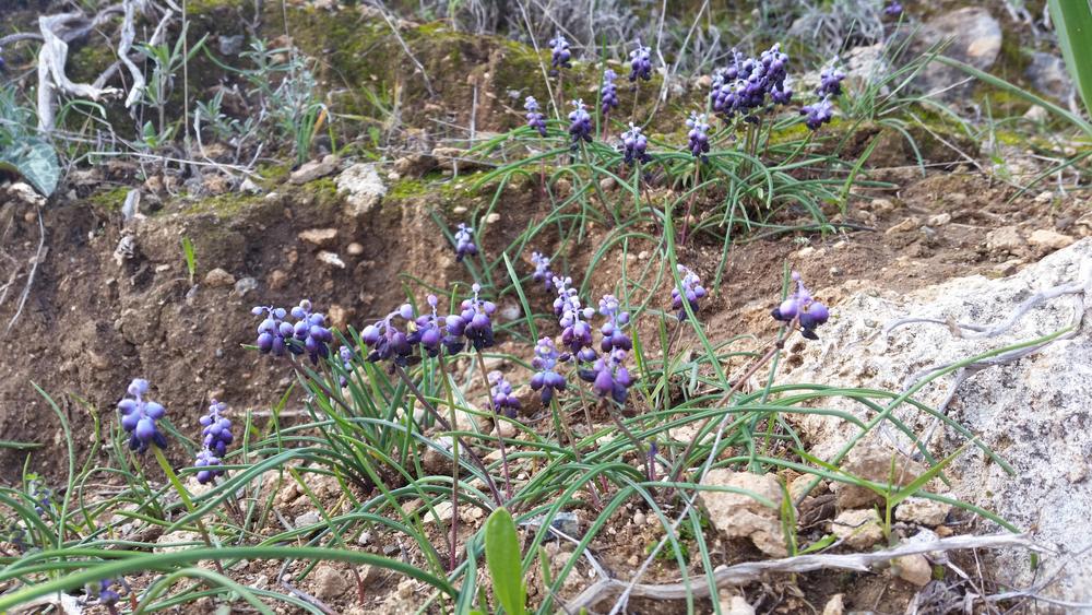 Pseudomuscari inconstrictum - Garden.org