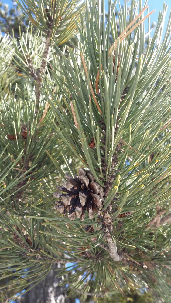 Photo of the cone of Crimean Pine (Pinus nigra subsp. pallasiana ...