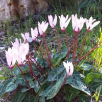 Photo of the entire plant of Cyprus Cyclamen (Cyclamen cyprium) posted ...