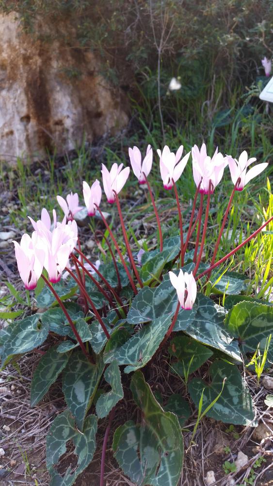 Photo of the entire plant of Cyprus Cyclamen (Cyclamen cyprium) posted ...