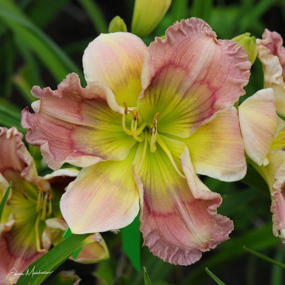Photo of the bloom of Daylily (Hemerocallis 'Adena Pattern Flatterer ...