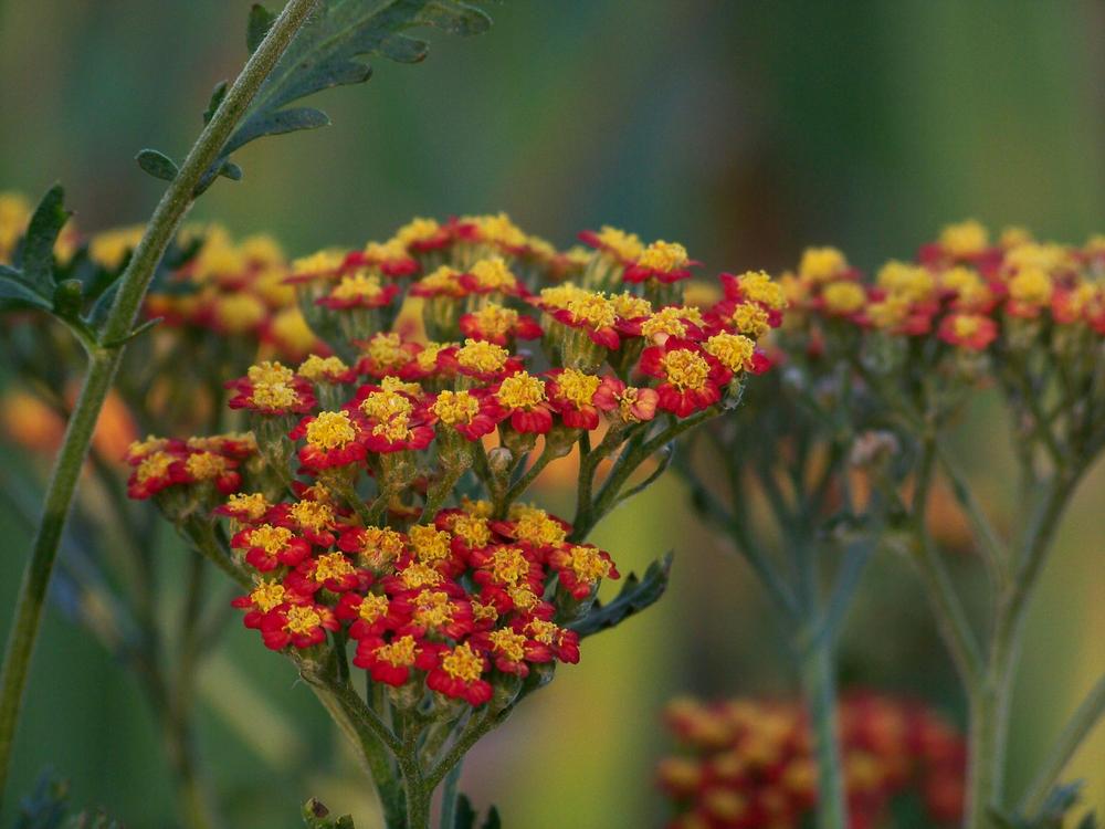 Yarrow (Achillea 'Fireland') in the Yarrows Database - Garden.org