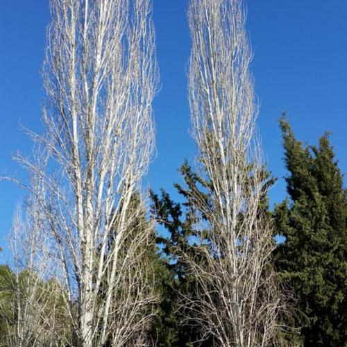 Populus Afghanica