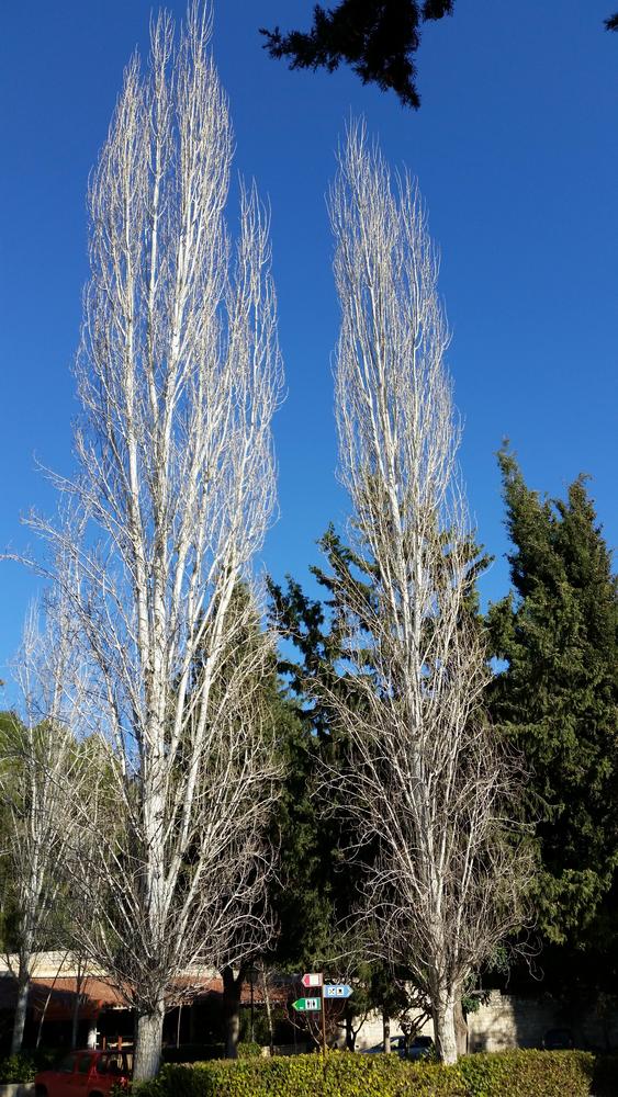 Populus nigra var. afghanica - Garden.org