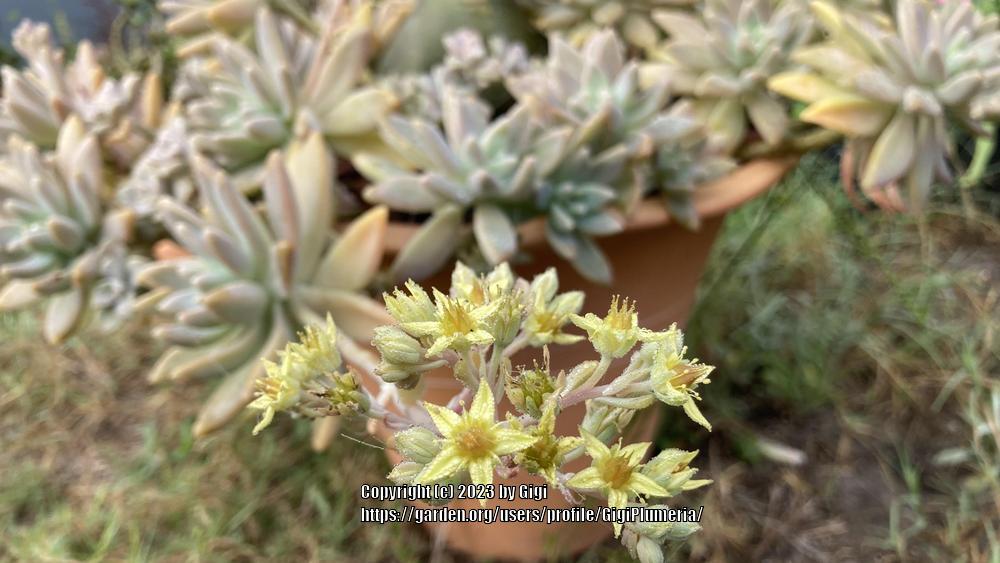 Photo of the bloom of Graptosedum (XGraptosedum 'Francesco Baldi ...
