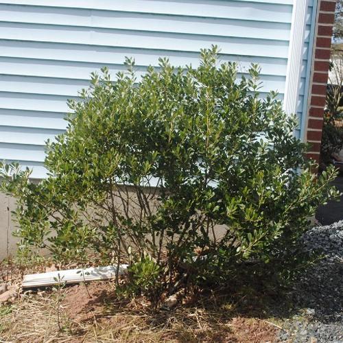 Inkberry (Ilex glabra 'Densa') in the Ilex Database - Garden.org