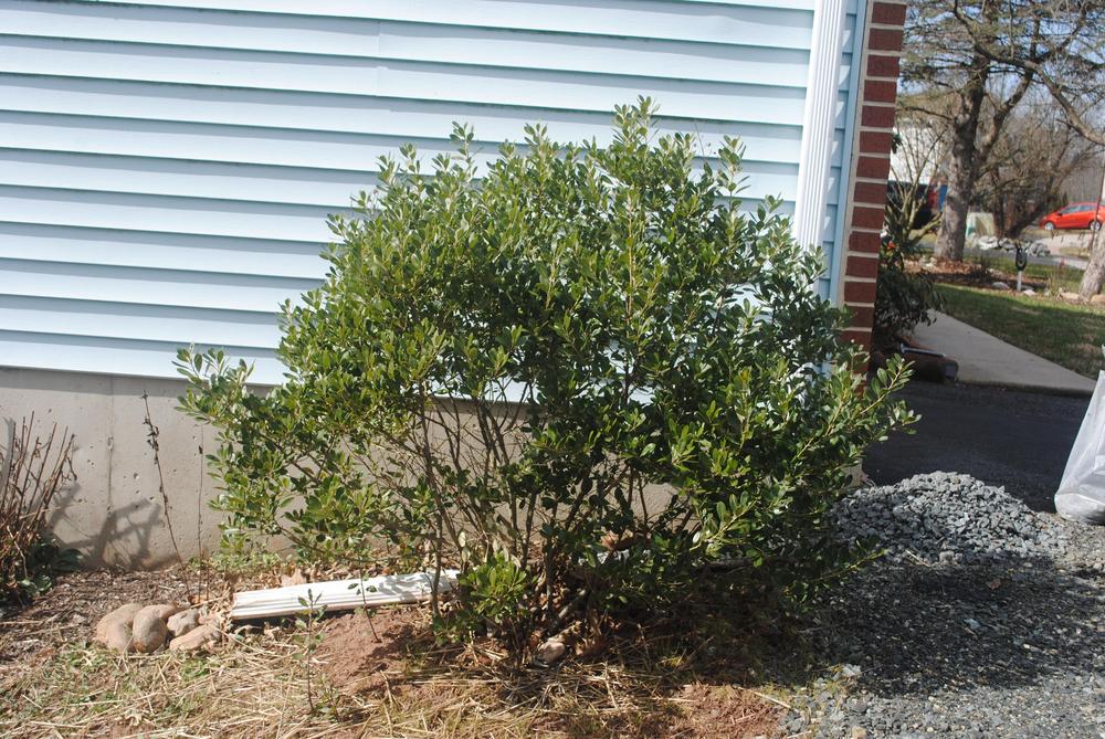 Inkberry (Ilex glabra 'Densa') in the Ilex Database - Garden.org