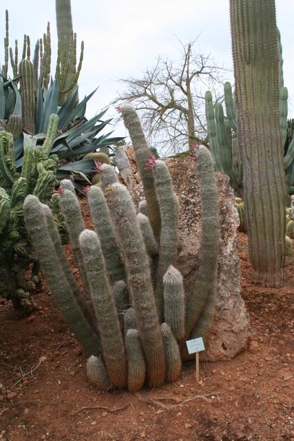 Photo of the entire plant of Peruvian Old Lady Cactus (Espostoa ...
