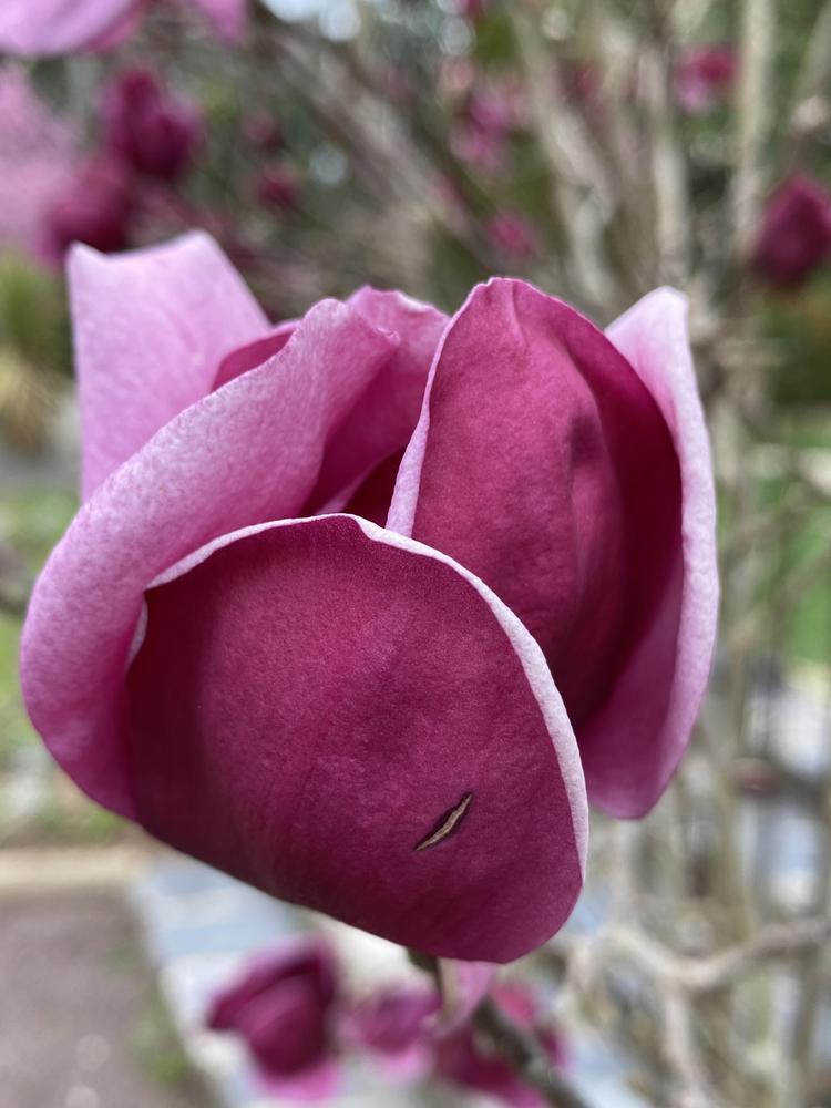 Magnolia 'Genie' in the Magnolias Database - Garden.org