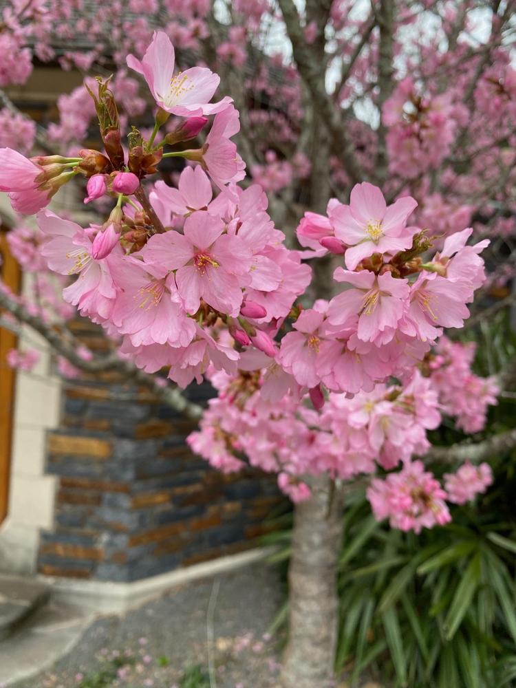 Photo of the bloom of Cherry (Prunus 'First Lady') posted by SL ...