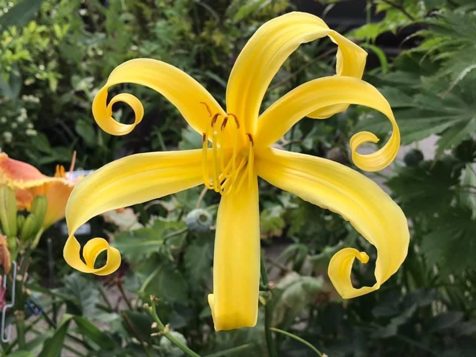 Photo of the bloom of Daylily (Hemerocallis 'April Forsythe Memorial ...