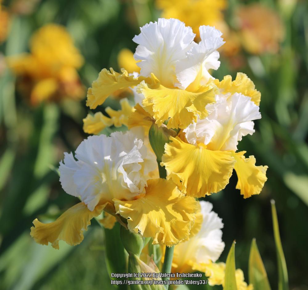 Tall Bearded Iris (Iris 'Quantum Light') in the Irises Database ...