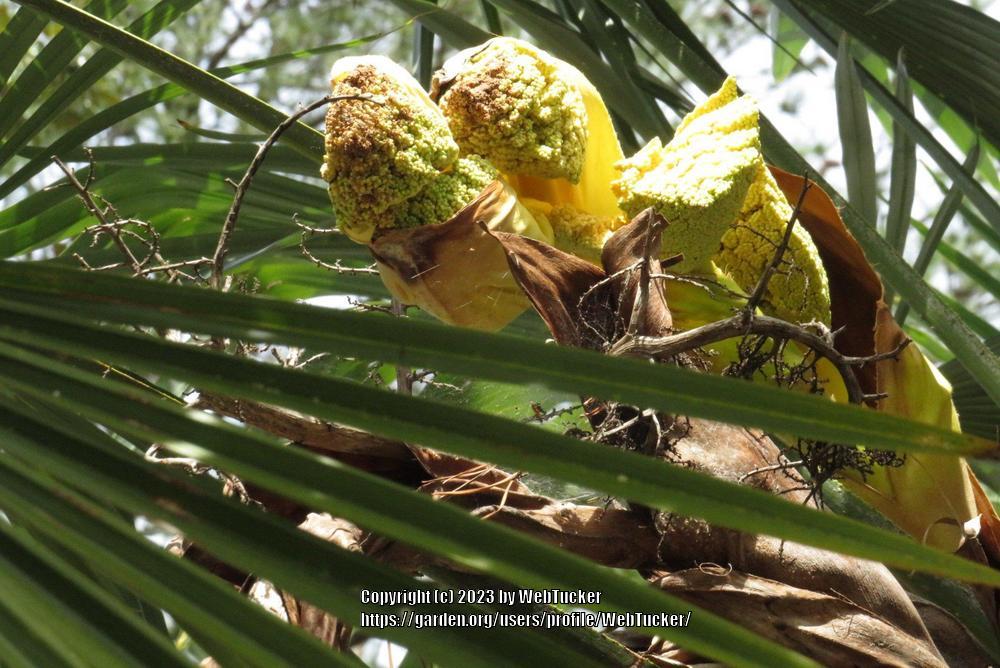 Photo of the seed pods or heads of Chinese Windmill Palm (Trachycarpus ...