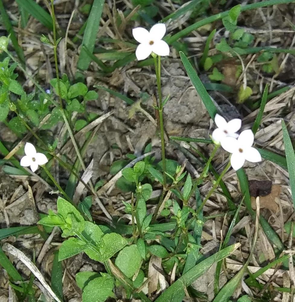 Photo of the entire plant of Small Bluets (Houstonia pusilla) posted by ...
