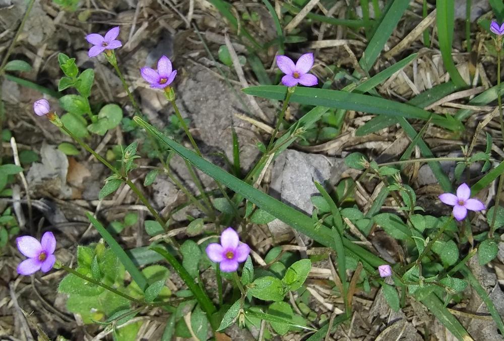 Small Bluets (Houstonia pusilla) - Garden.org