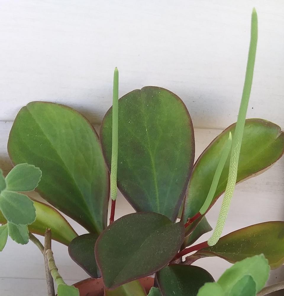 Photo of the bloom of Red Edge Peperomia (Peperomia tricolor) posted by ...