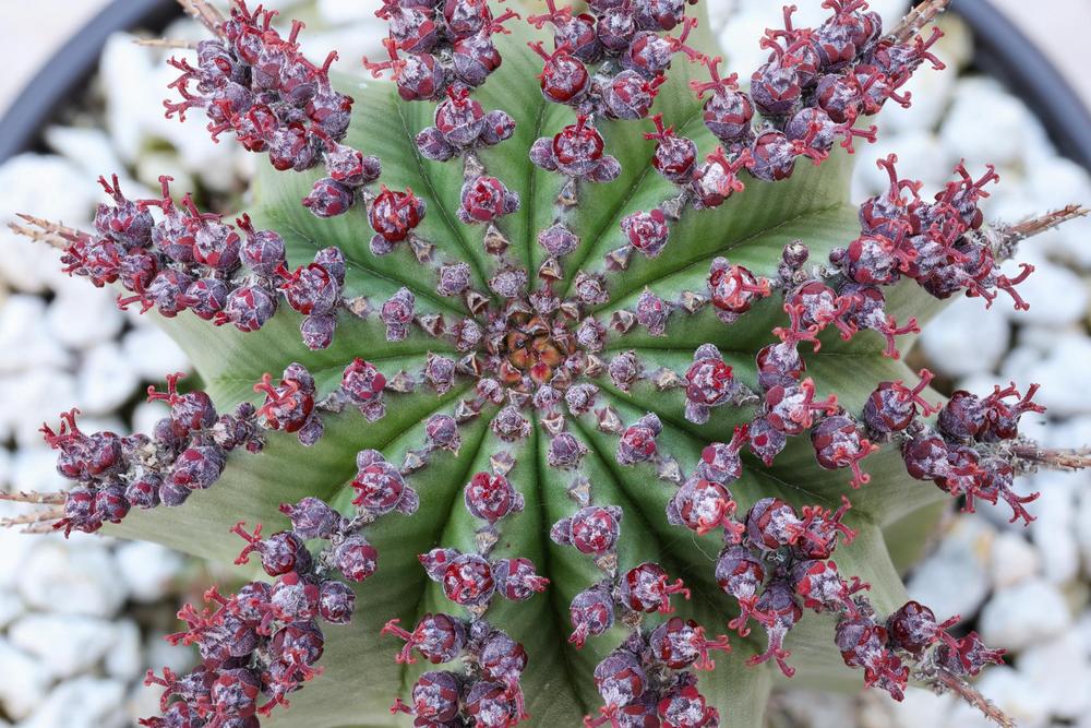 Photo of the bloom of Euphorbia (Euphorbia polygona) posted by Baja ...