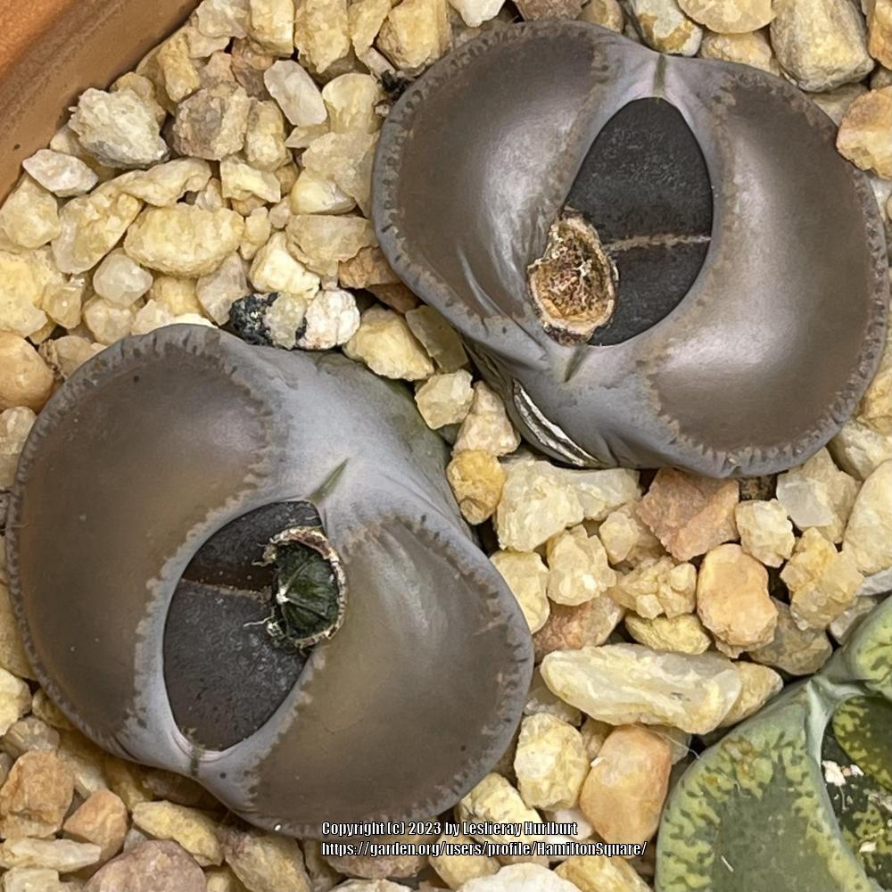 Photo of the emerging growth of Living Stones (Lithops lesliei subsp ...