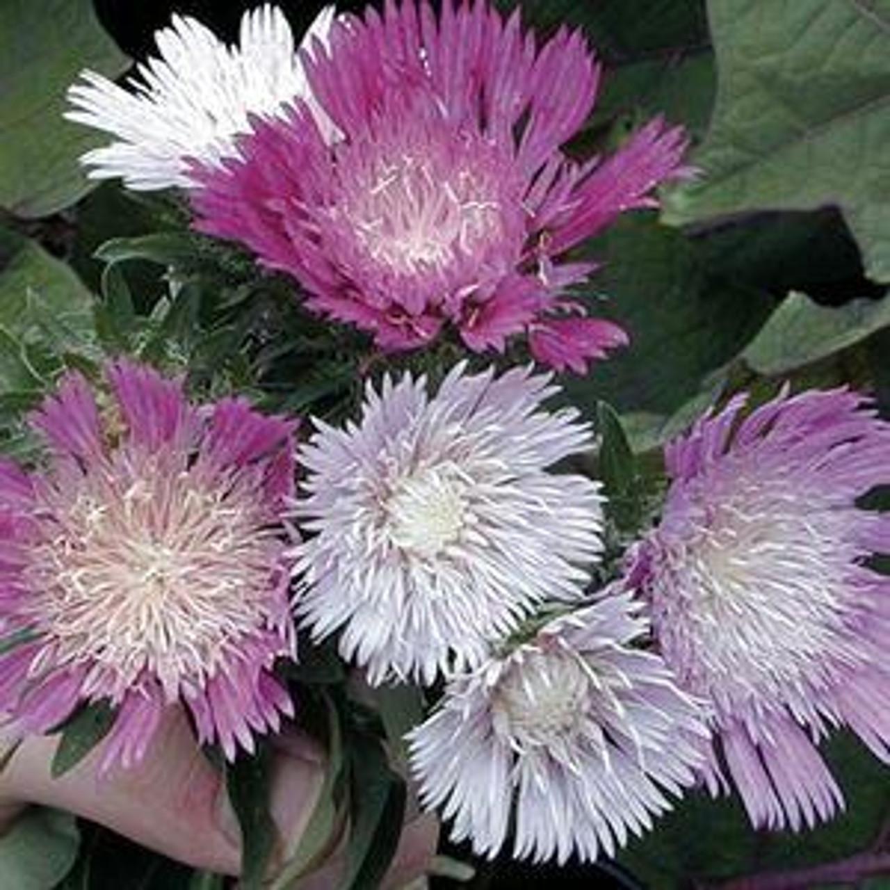 Photo of the bloom of Stokes' Aster (Stokesia laevis 'Colorwheel ...