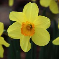 Photo of the bloom of Large Cupped Daffodil (Narcissus 'Rustom Pasha ...