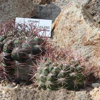 Photo of the entire plant of Giant Chin Cactus (Gymnocalycium saglionis ...
