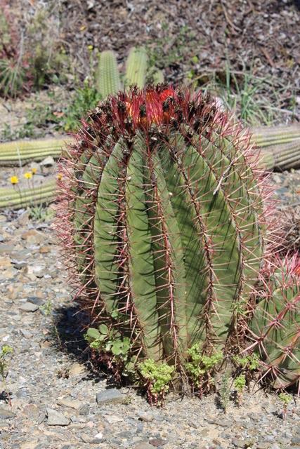 Photo of the entire plant of Mexican Fire Barrel (Ferocactus pilosus ...