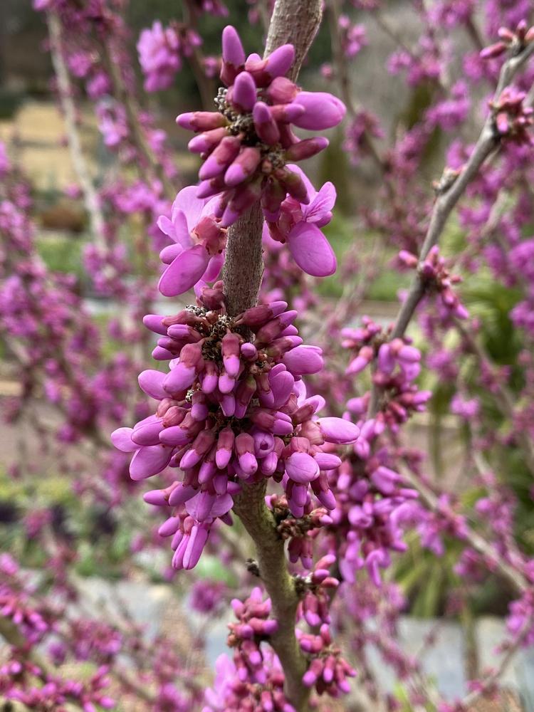Photo of the bloom of Cercis chinensis 'Kay's Early Hope' posted by SL ...