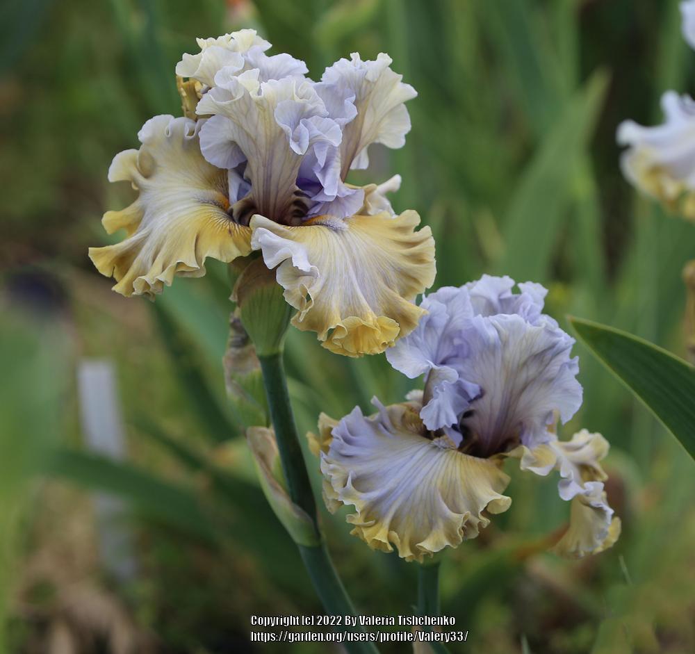 Photo of the bloom of Tall Bearded Iris (Iris 'Sergey') posted by Valery33 - Garden.org