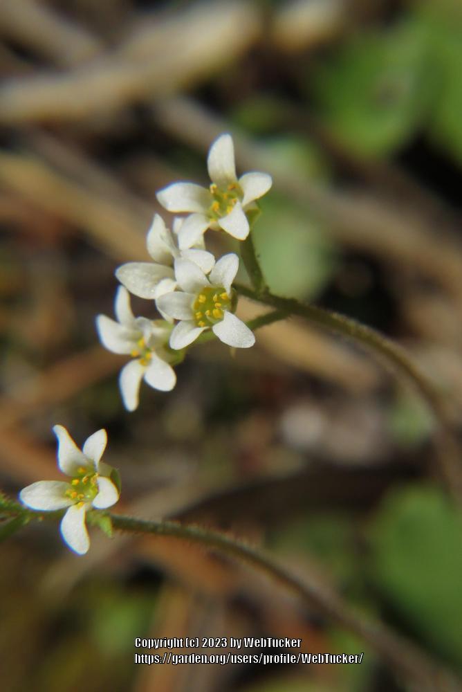 Photo of the bloom of Virginia Saxifrage (Micranthes virginiensis ...