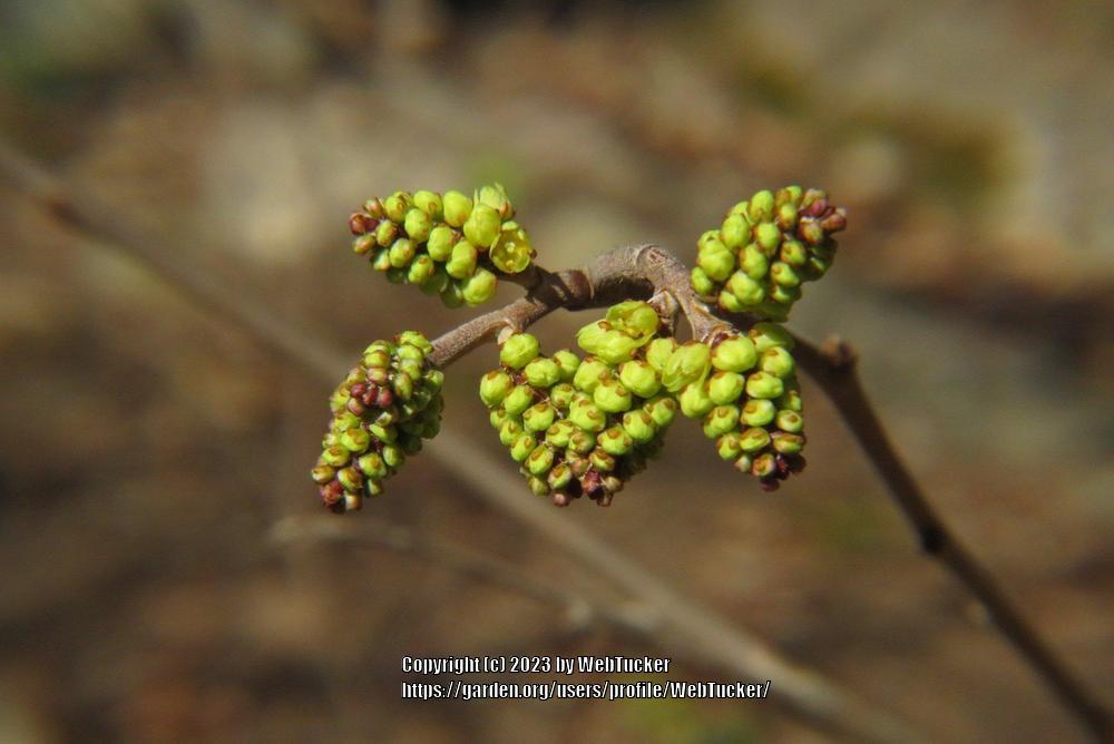 Photo of the closeup of buds, sepals and receptacles of Fragrant Sumac ...