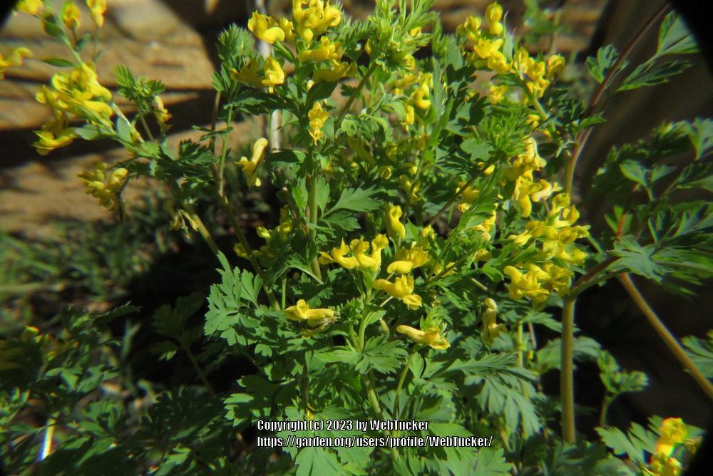 Photo of the bloom of Golden Corydalis (Corydalis aurea) posted by ...
