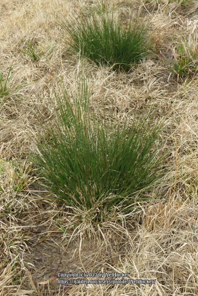 Photo of the entire plant of Common Rush (Juncus effusus) posted by ...