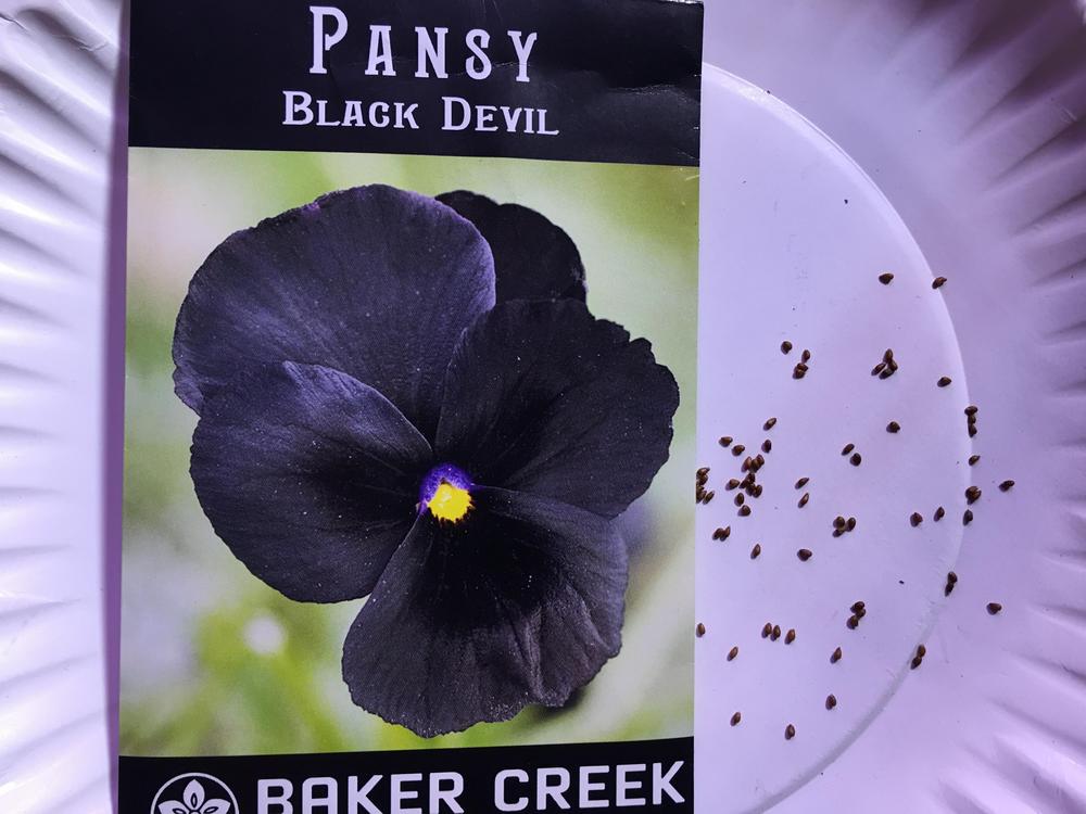 Photo of the seeds of Pansy (Viola x wittrockiana 'Black Devil') posted ...