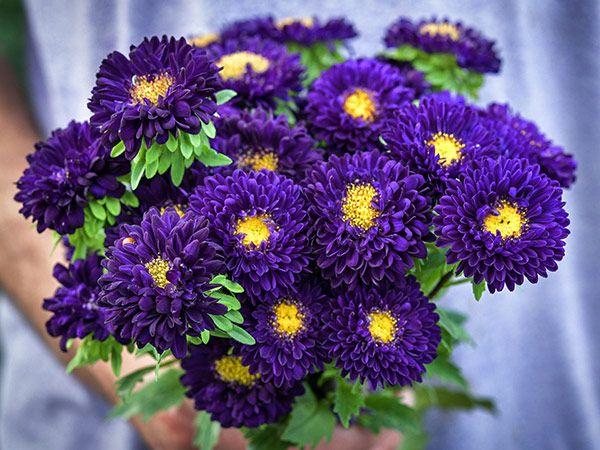 Photo of the bloom of China Aster (Callistephus chinensis Matsumoto ...