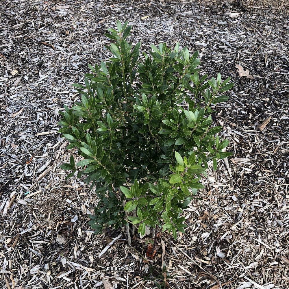 Photo of the entire plant of Inkberry (Ilex glabra) posted by sedumzz ...