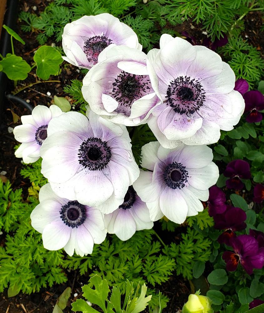 Photo of the bloom of Anemone coronaria 'Pandora Double Mix' posted by ...