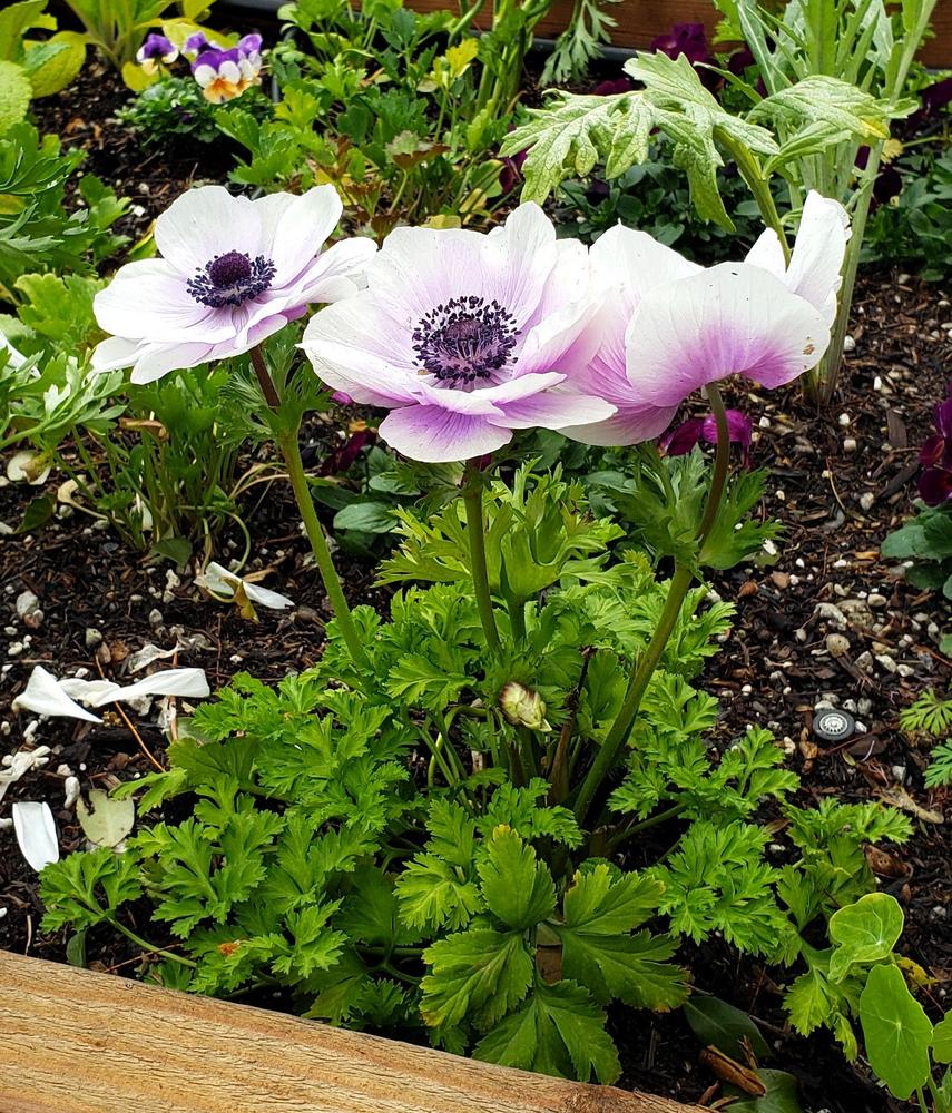 Photo of the entire plant of Anemone coronaria 'Pandora Double Mix ...