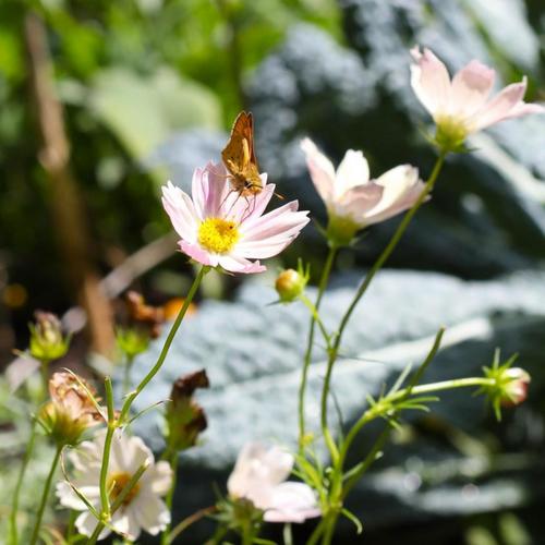 Cosmos (Cosmos bipinnatus 'Apricot Lemonade') in the Cosmos Database ...