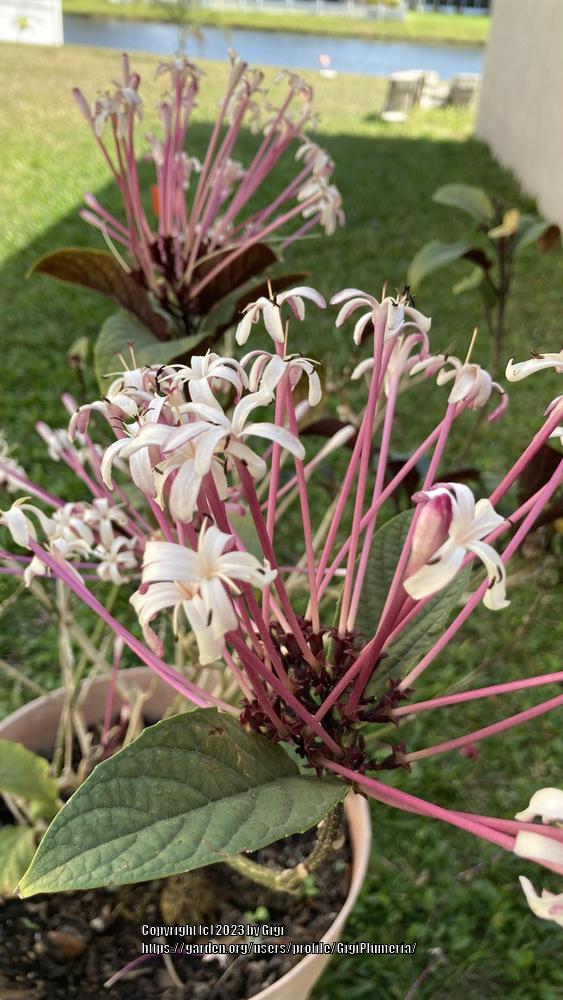 Photo of the bloom of Shooting Star (Clerodendrum quadriloculare ...