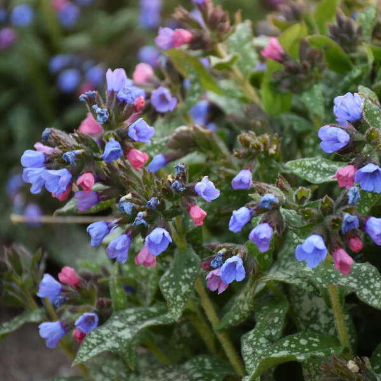 Photo of the bloom of Lungwort (Pulmonaria 'Pink-a-Blue') posted by Joy ...