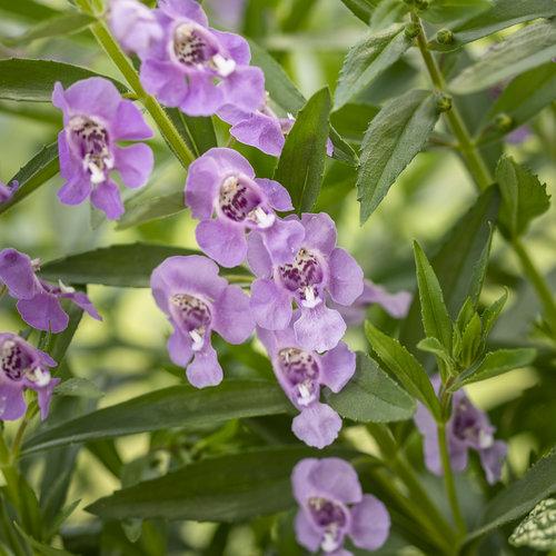 Photo of the bloom of Summer Snapdragon (Angelonia Angelface® Steel ...